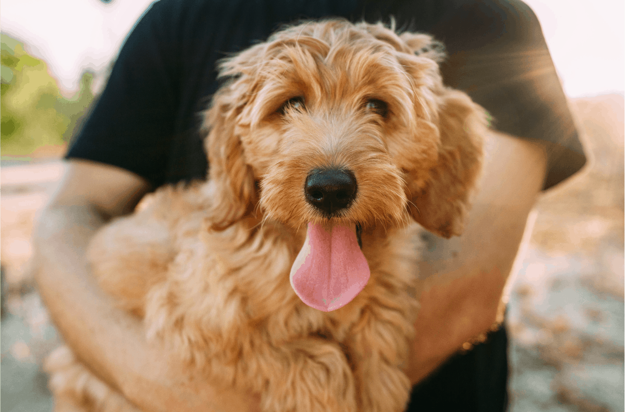 C-BARQ - Activdogs.co.uk