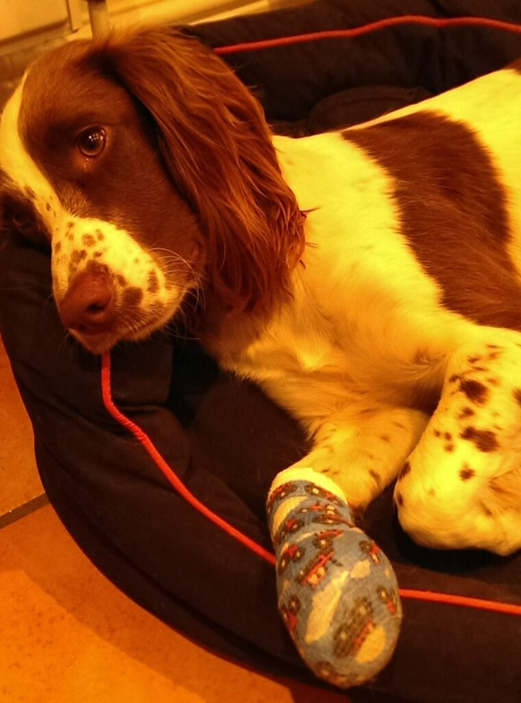 10 Activities For Dogs Recovering From Surgery, Illness Or Injury